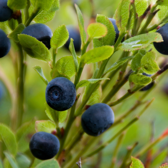 Blueberry time: If the icelandic summer coming to an end – Tibauna