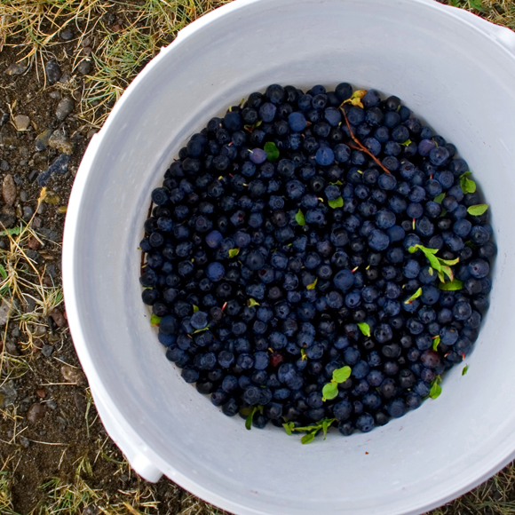 Blueberry time: If the icelandic summer coming to an end – Tibauna